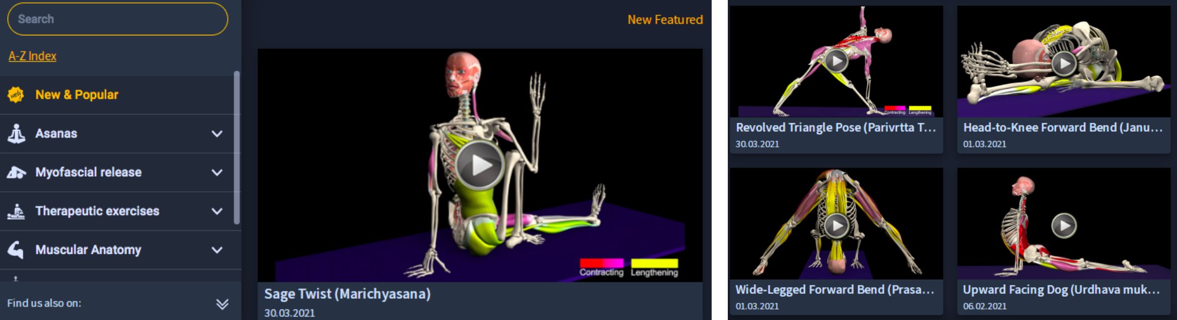 Anatomy - Ashtangasana Yoga Studio Training